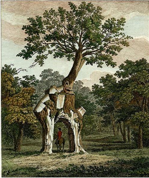 The Major Oak: capturing the imagination for centuries – Flickering Lamps