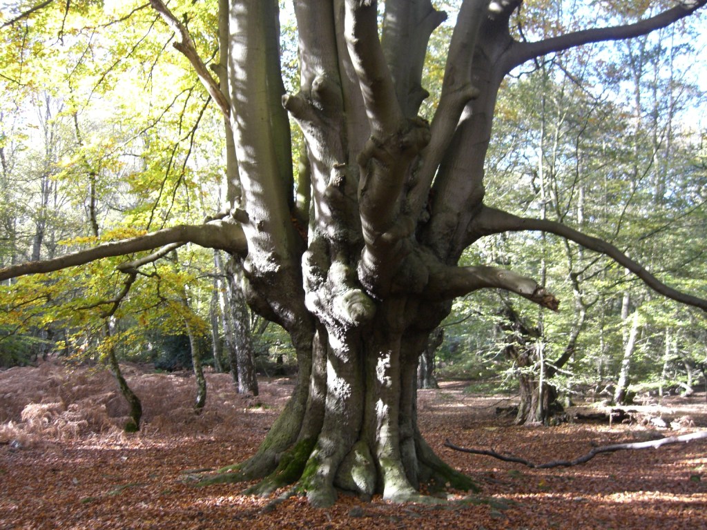 The Major Oak: capturing the imagination for centuries – Flickering Lamps