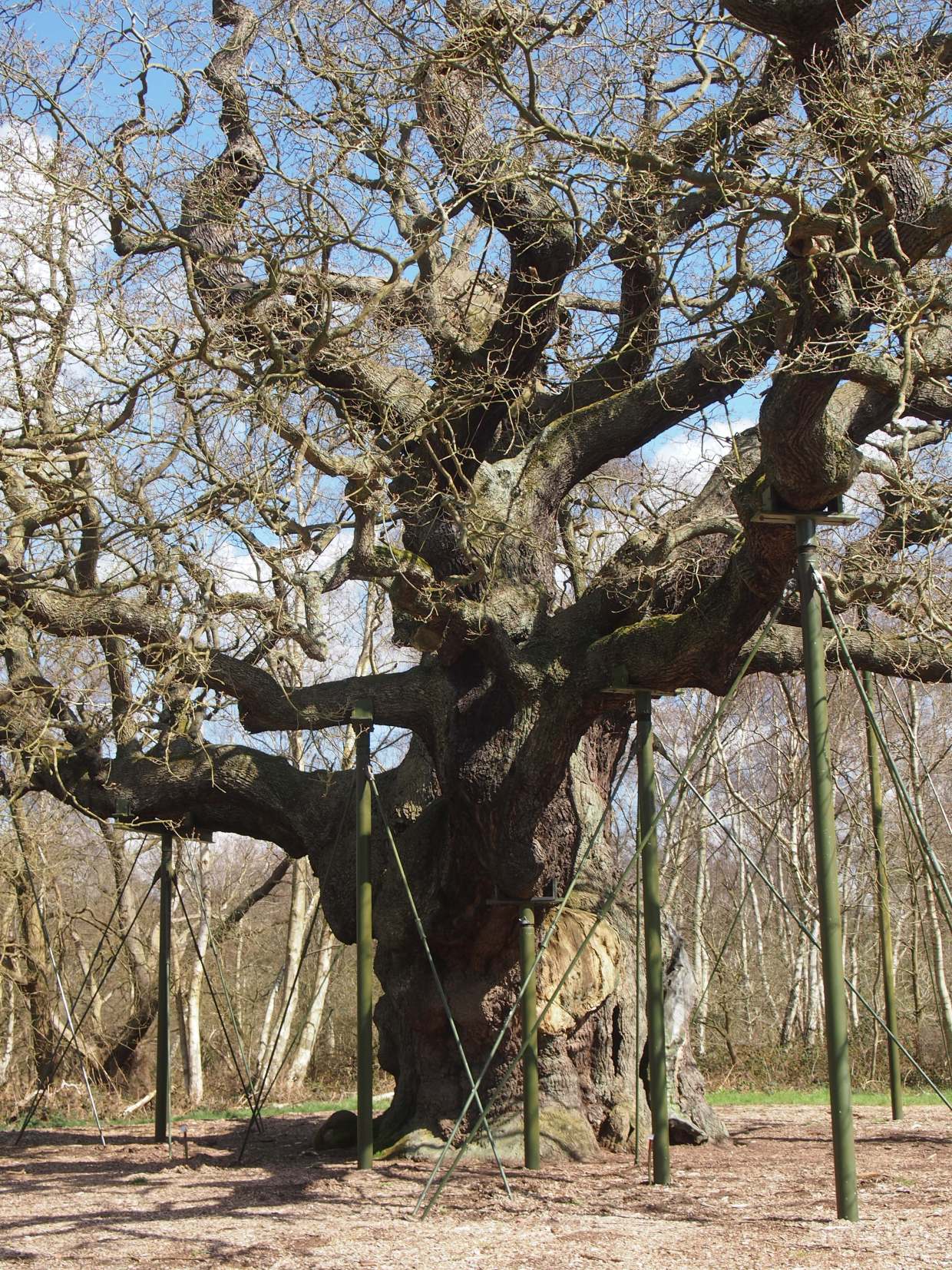 The Major Oak: capturing the imagination for centuries – Flickering Lamps