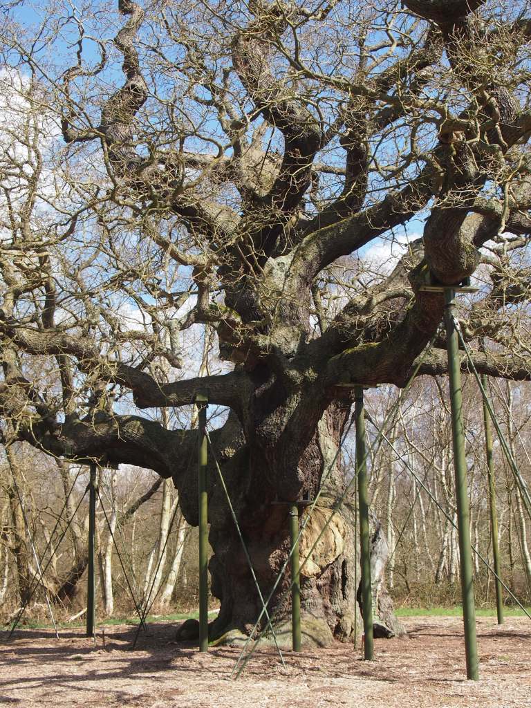 The Major Oak: capturing the imagination for centuries – Flickering Lamps