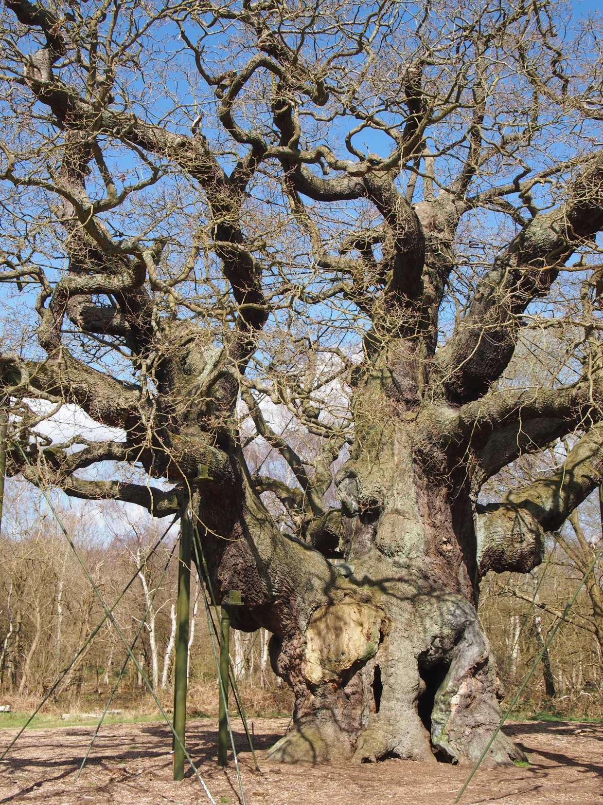 The Major Oak: capturing the imagination for centuries – Flickering Lamps